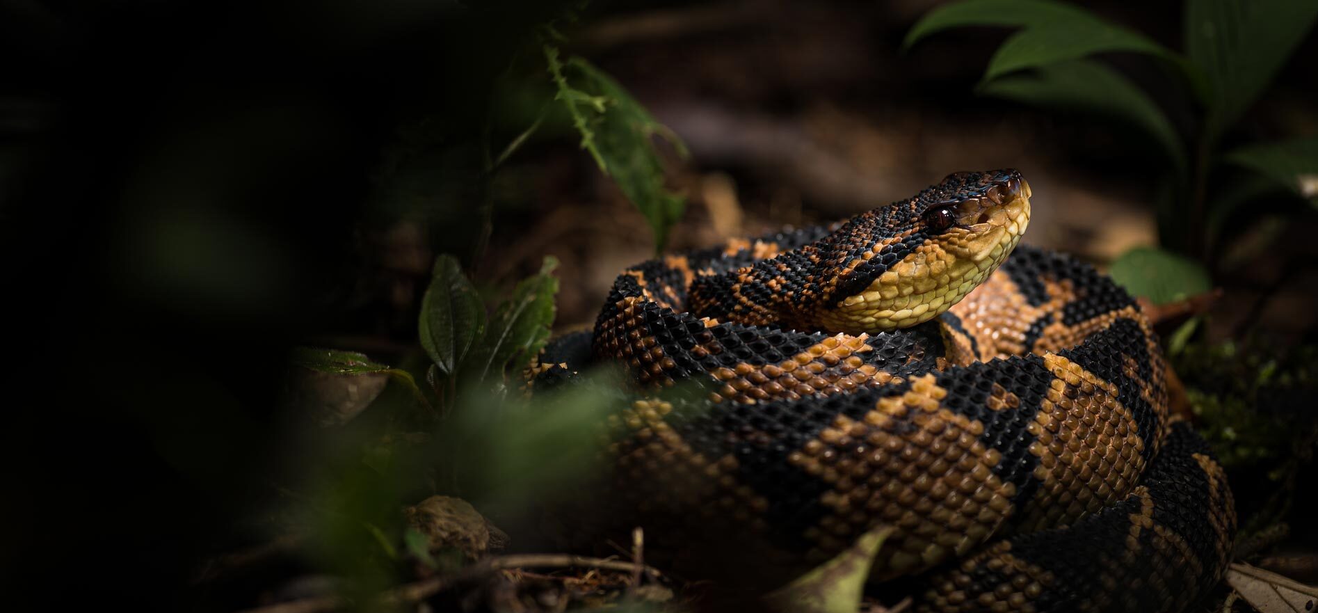 Bushmaster Snake Wallpaper